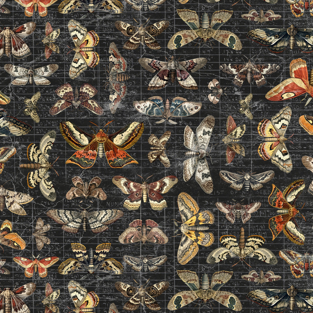 Tim Holtz Fabric By The Yard Halloween Moth Study pwth333 Eclectic Ele ...